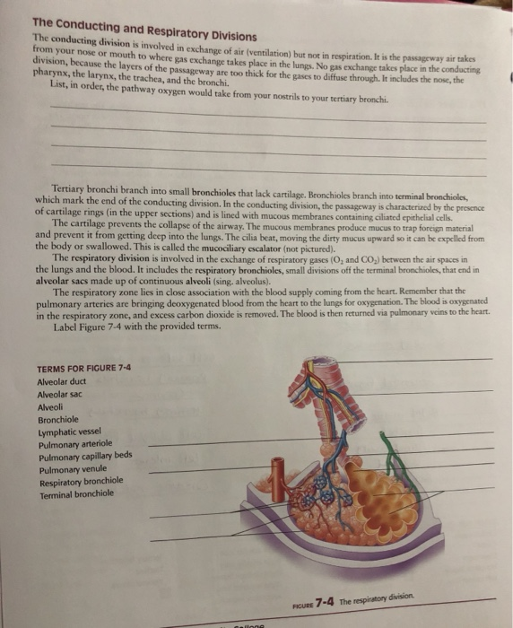 Solved The Conducting and Respiratory Divisions The | Chegg.com