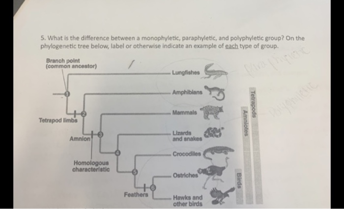 Solved 5. What is the difference between a monophyletic, | Chegg.com