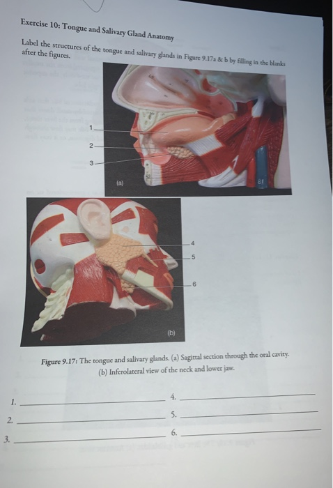 Solved Exercise 10: Tongue and Salivary Gland Anatomy Label | Chegg.com