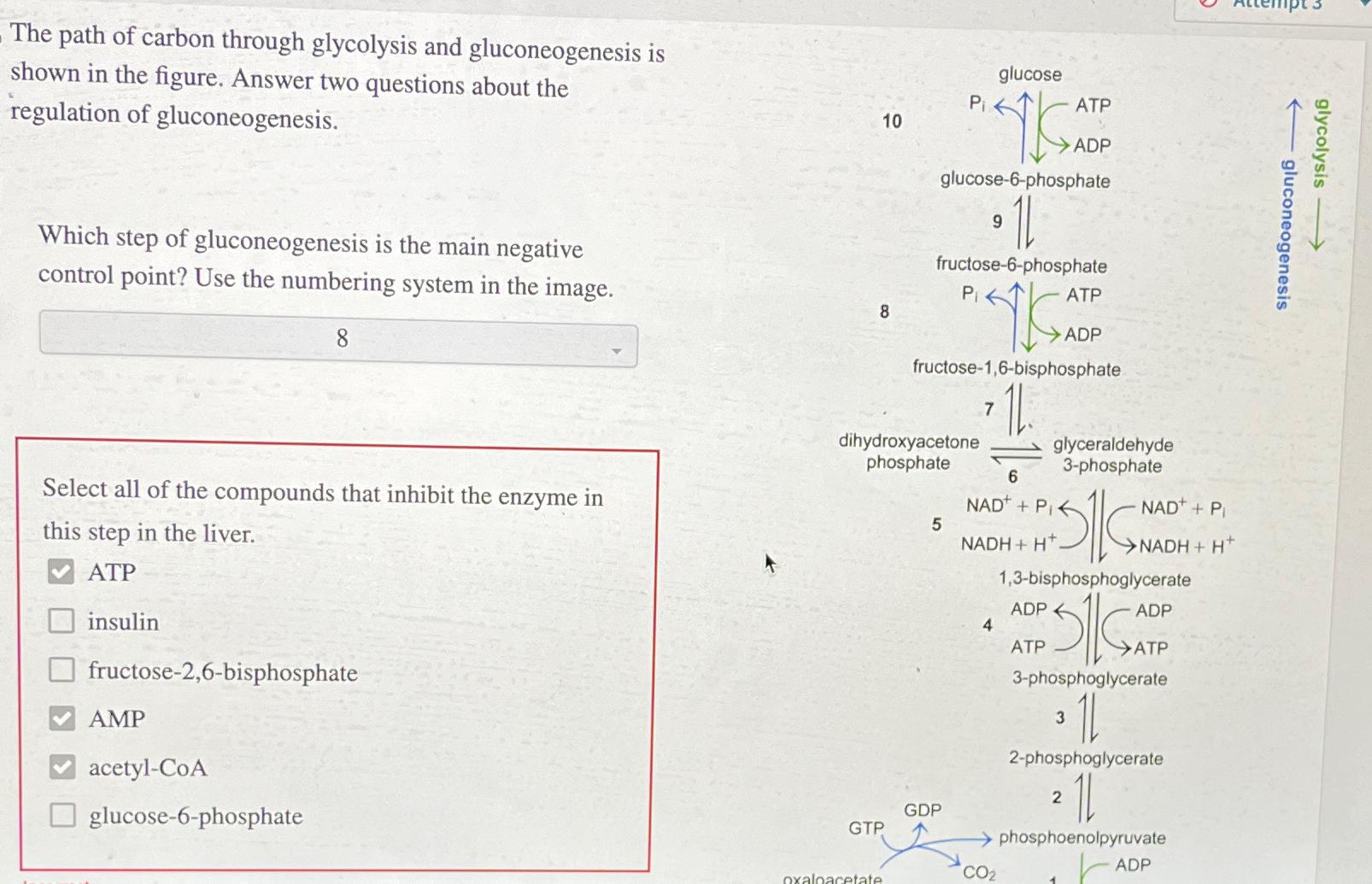 The path of carbon through glycolysis and | Chegg.com