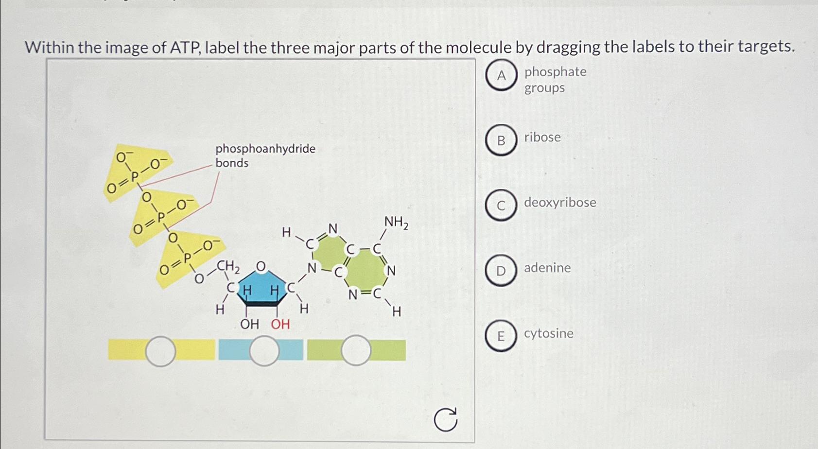 Solved Within the image of ATP, label the three major parts | Chegg.com