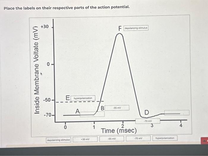Solved Place the labels on their respective parts of the | Chegg.com