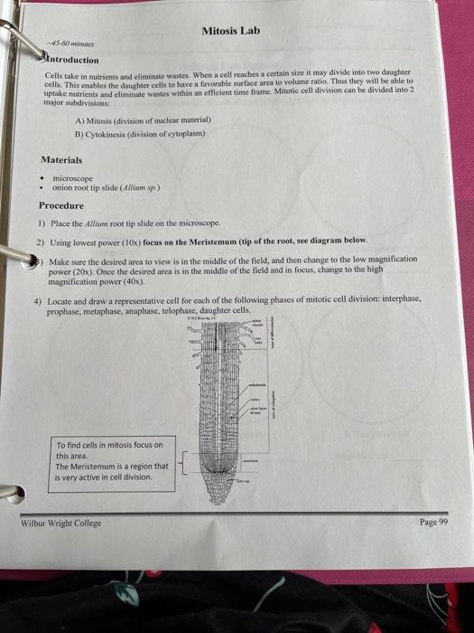 Solved Name: Date: Mitosis Lab Report Drawings In the | Chegg.com