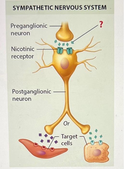 Solved SYMPATHETIC NERVOUS SYSTEM | Chegg.com