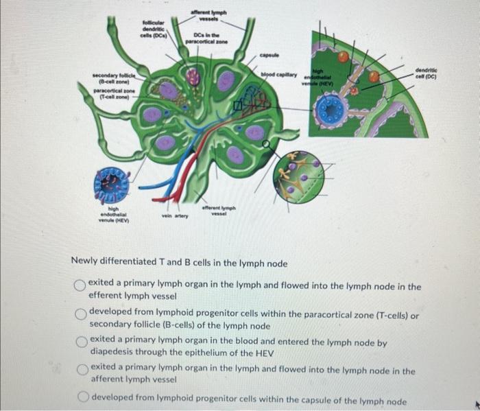 Solved Newly differentiated T and B cells in the lymph node | Chegg.com