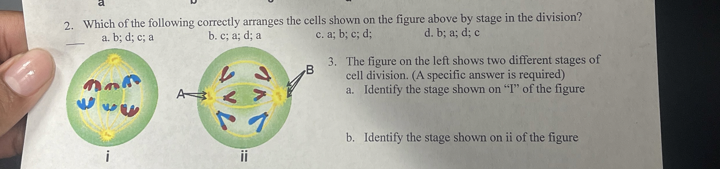Solved Which of the following correctly arranges the cells | Chegg.com