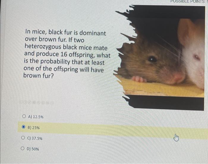 In mice, black fur is dominant over brown fur. If two | Chegg.com