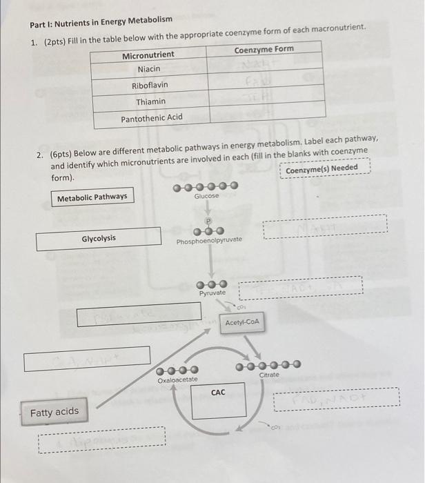 Solved Part 1: Nutrients in Energy Metabolism 1. (2pts) Fill | Chegg.com