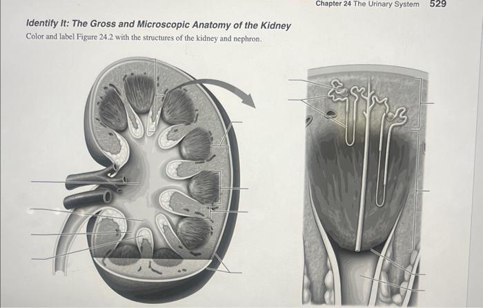Solved Identify It: The Gross and Microscopic Anatomy of the | Chegg.com