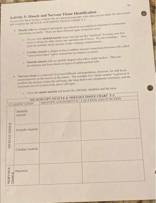 Solved Activity 5: Muscle and Nervous Tissue Identification | Chegg.com