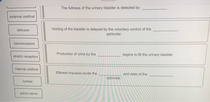 Solved Click and drag each word or phrase on the left to | Chegg.com