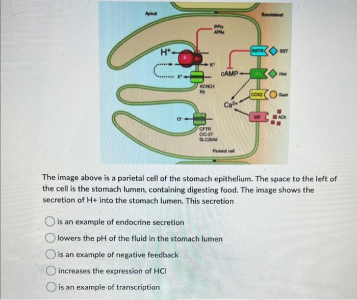 Solved What is a typical sequence of events in signaling? | Chegg.com