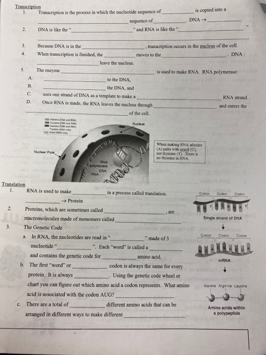 Solved Transcription Transcription is the process in which | Chegg.com