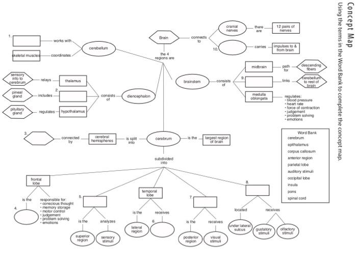 Solved Please complete the full concept map. | Chegg.com