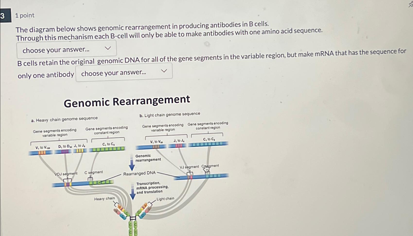 Solved 31 ﻿pointThe diagram below shows genomic | Chegg.com