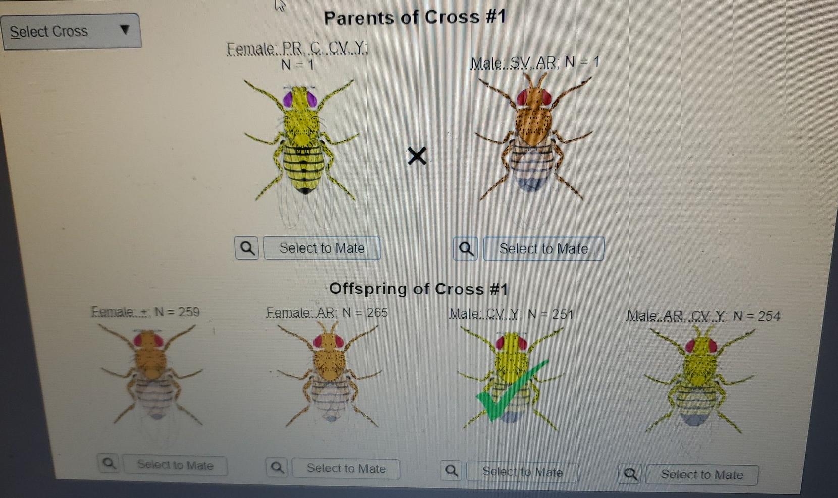 Write down the P1, F1 and F2 genotypes of cross 1. | Chegg.com