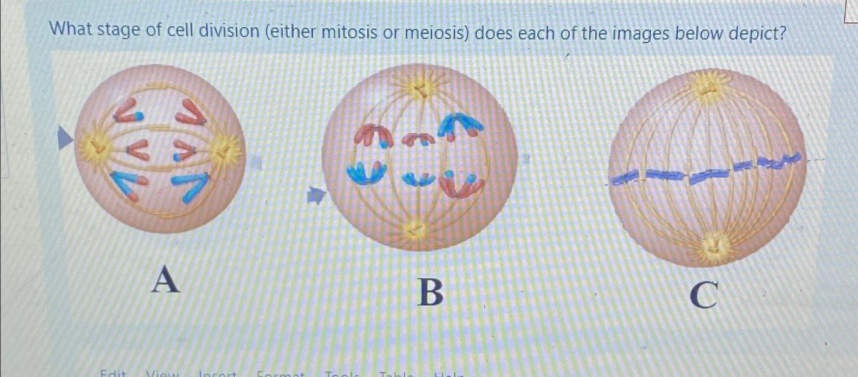 Solved What stage of cell division (either mitosis or | Chegg.com