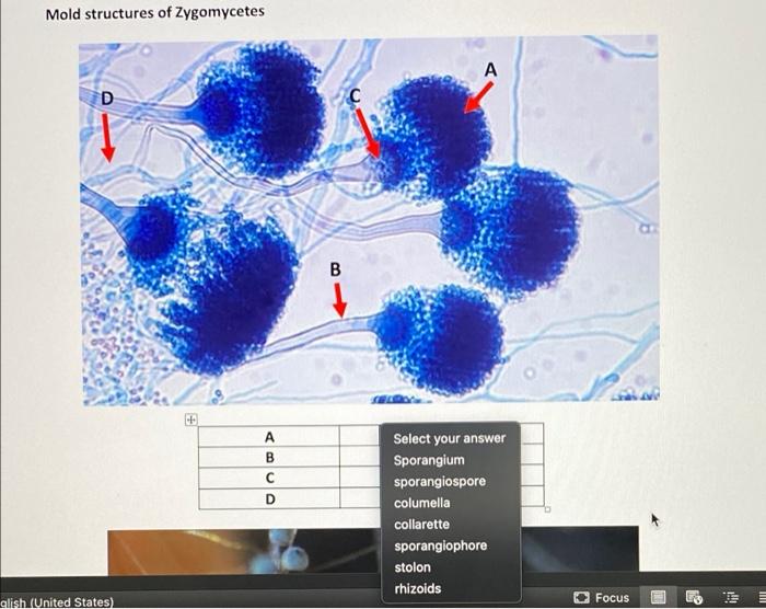 Solved IDENTIFICATION OF MOLD STRUCTURES Module 5 Lab | Chegg.com