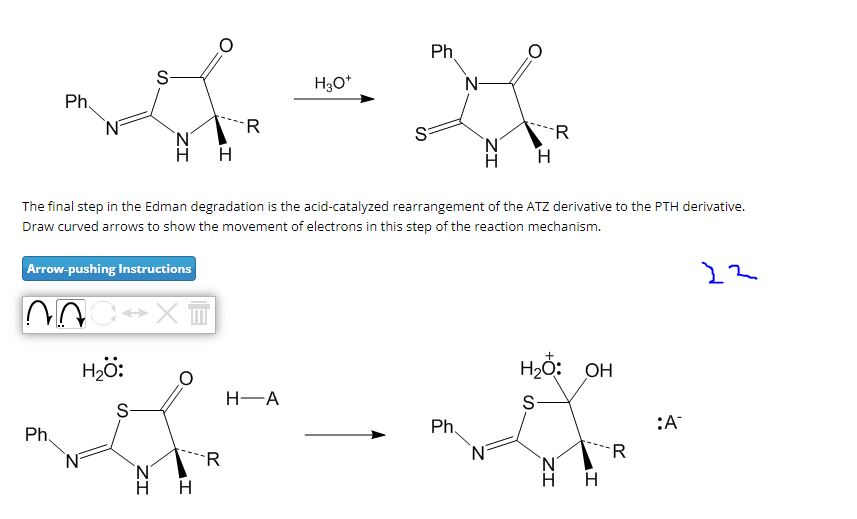 Solved The final step in the Edman degradation is the | Chegg.com