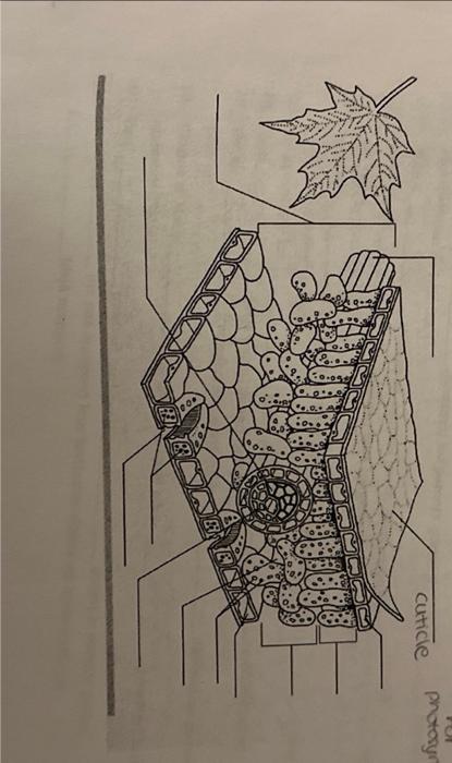 Solved Label the parts of the leaf in the diagram. | Chegg.com
