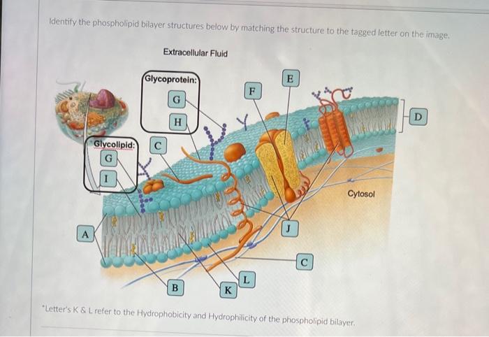 Solved Identify the phospholipid bilayer structures below by | Chegg.com