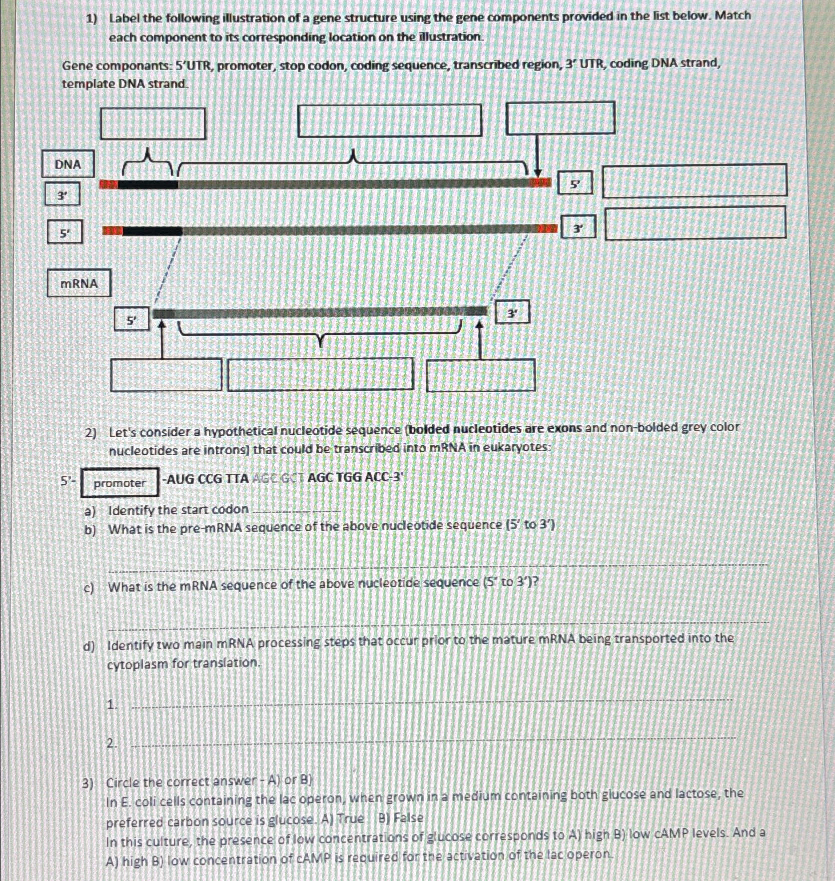Solved Label the following illustration of a gene structure | Chegg.com