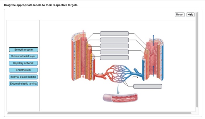 Solved Drag the appropriate labels to their respective | Chegg.com