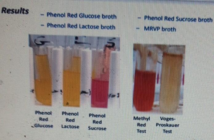 Phenol Red Broth A/G: Fermentation w/acid & gas A/- | Chegg.com