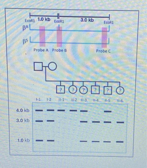 Solved The figure to the right shows a restriction map of | Chegg.com