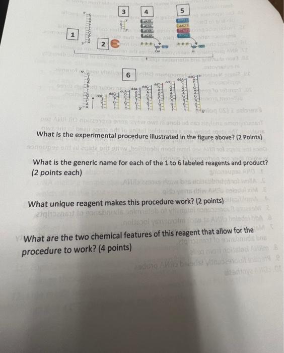Solved What is the experimental procedure illustrated in the | Chegg.com