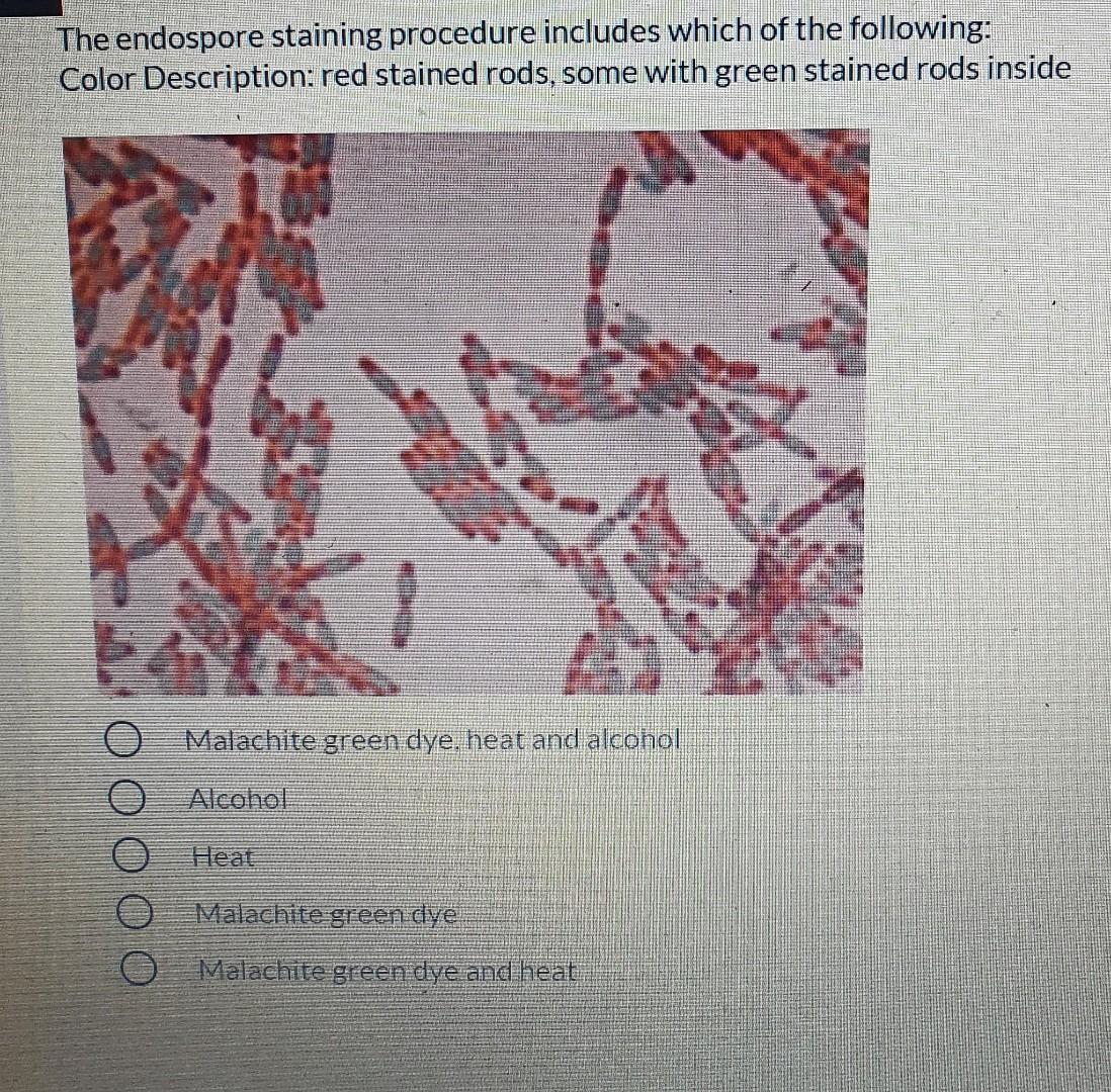 Solved The endospore staining procedure includes which of | Chegg.com