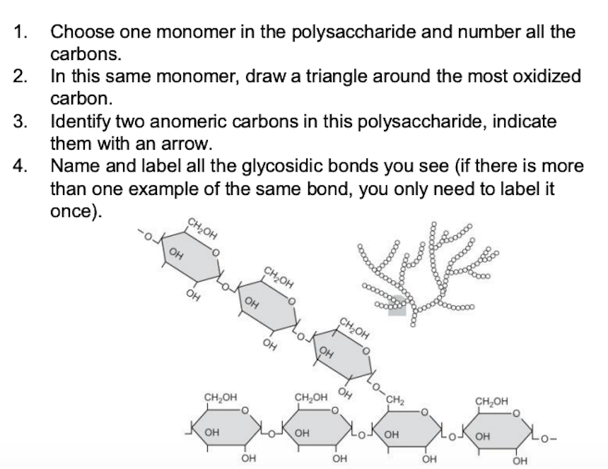 Solved Choose one monomer in the polysaccharide and number | Chegg.com
