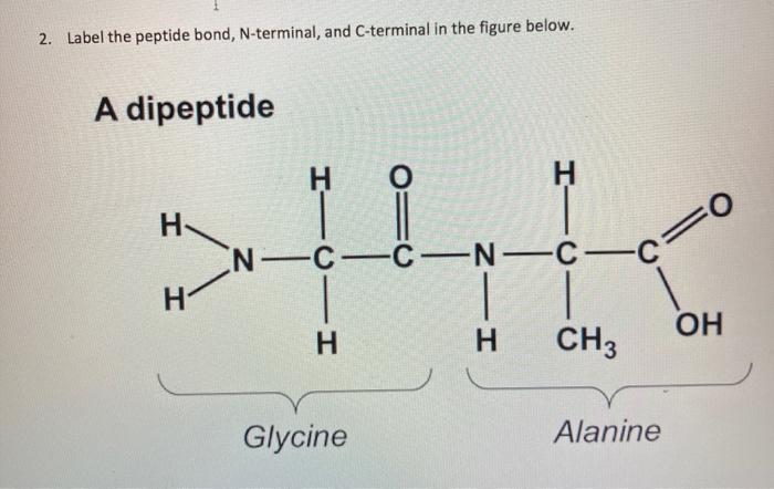 Solved 2. Label the peptide bond, N-terminal, and C-terminal | Chegg.com