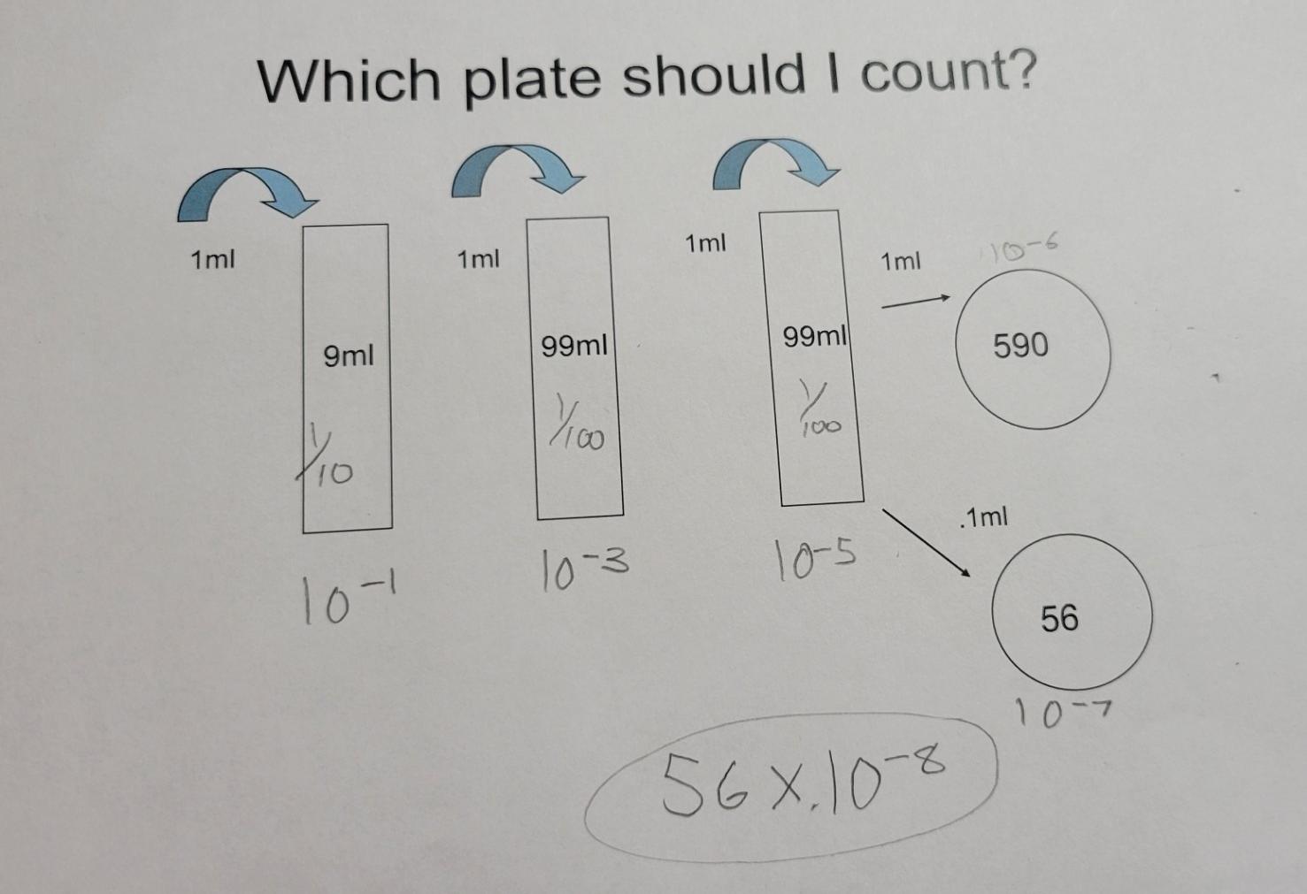 Solved Which plate should I count? 1ml 1ml 1ml 1ml Oml 99ml | Chegg.com