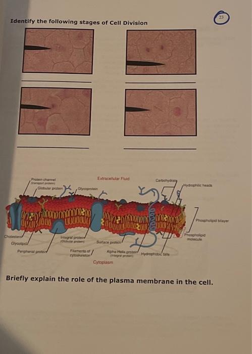 Solved Identify the following stages of Cell Division 23 | Chegg.com