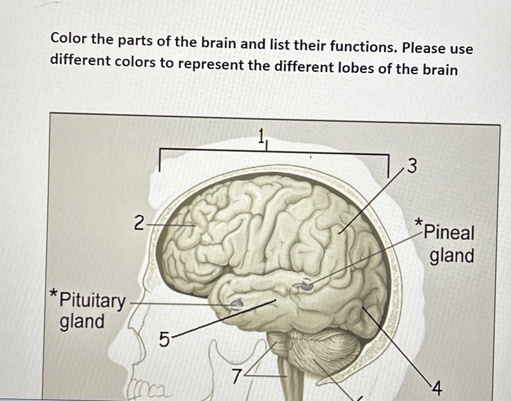 Solved Color the parts of the brain and list their | Chegg.com