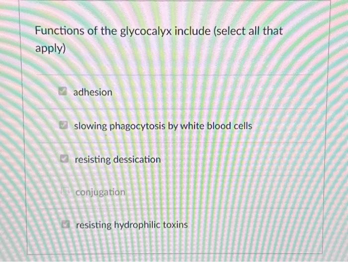 Solved Functions of the glycocalyx include (select all that | Chegg.com