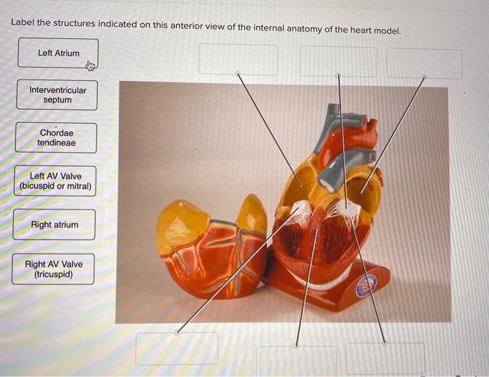 Solved Label the structures indicated on this anterior view | Chegg.com