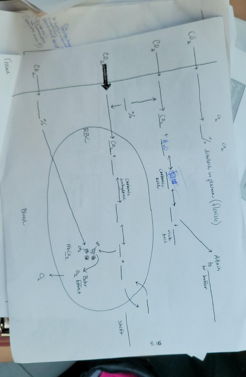 Solved Humar COL 7 _% distet werd in plasma (flexible) | Chegg.com