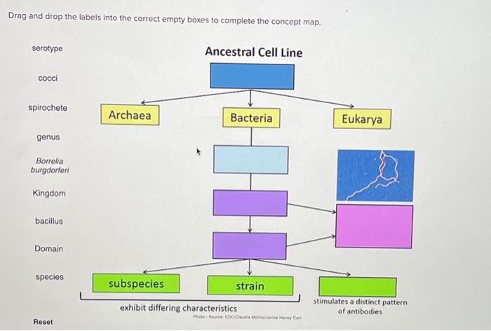 Solved Drag and drop the labels into the correct empty boxes | Chegg.com
