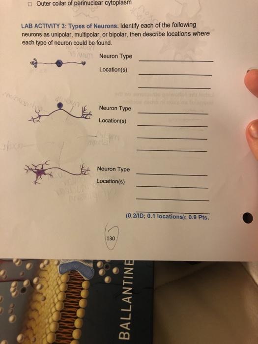 Solved Outer collar of perinuclear cytoplasm LAB ACTIVITY 3: | Chegg.com