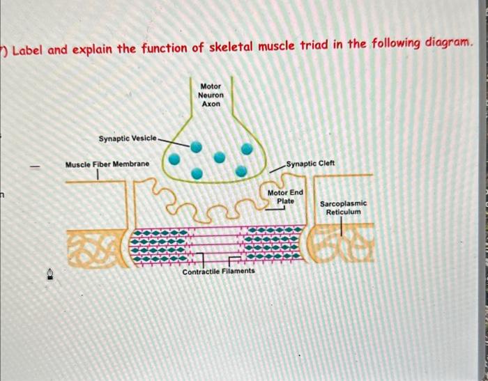 Solved Label and explain the function of skeletal muscle | Chegg.com