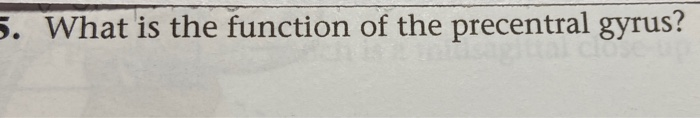 Solved 5. What is the function of the precentral gyrus? no | Chegg.com