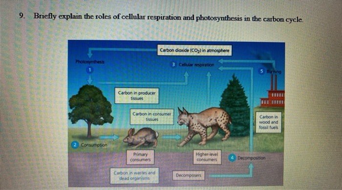 Solved 9. Briefly explain the roles of cellular respiration | Chegg.com