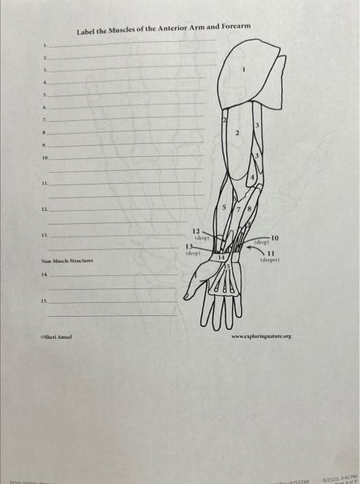 Label the Muscles of the Anterior Arm and Forearm I. | Chegg.com