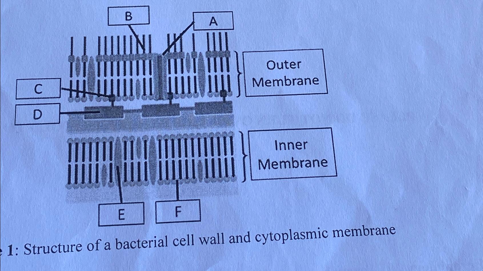 Solved 1: Structure of a bacterial cell wall and cytoplasmic | Chegg.com