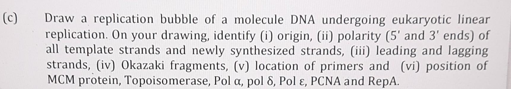 Solved (c) Draw a replication bubble of a molecule DNA | Chegg.com