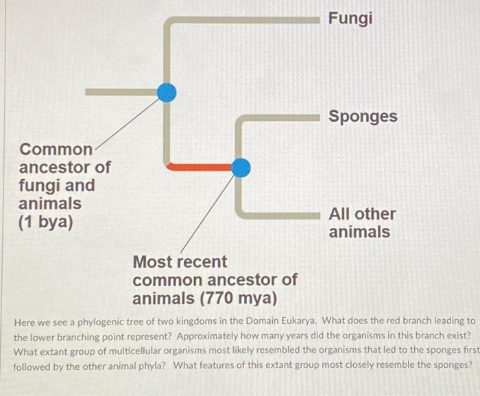 Solved Common ancestor of fungi and animals (1 bya) Most | Chegg.com