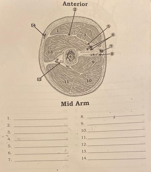 Solved Anterior 14 5 .6 13 8 12 11 10 Mid Arm 8. 1. 2. 9. 3. | Chegg.com