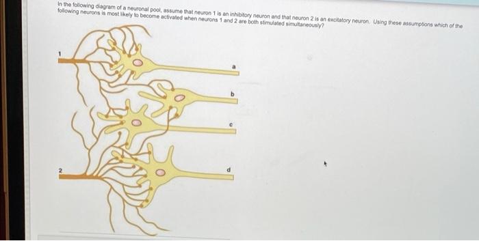 Solved In the following diagram of a neuronal pool, assume | Chegg.com